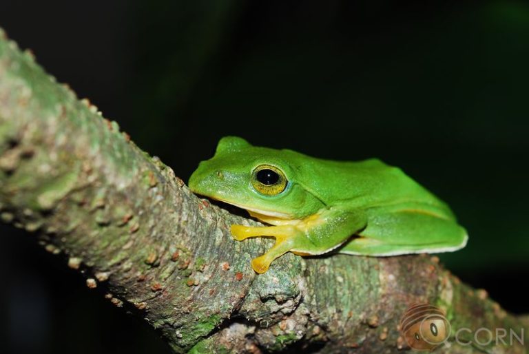 Okinawa Tree Frog – Yambaru Nature Guide Wanyu