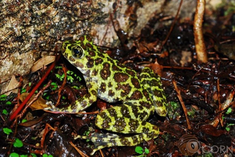 Okinawa Ishikawa Frog – Yambaru Nature Guide Wanyu