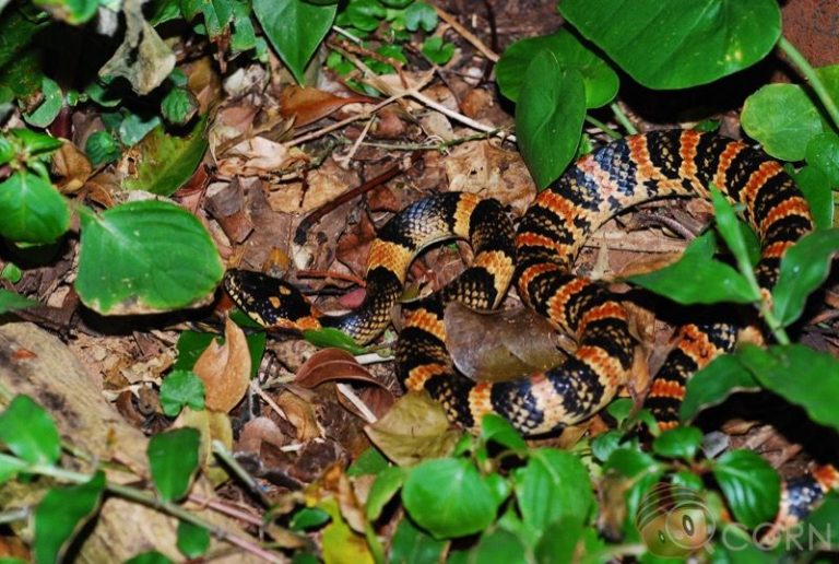 アカマタ – Yambaru Nature Guide Wanyu