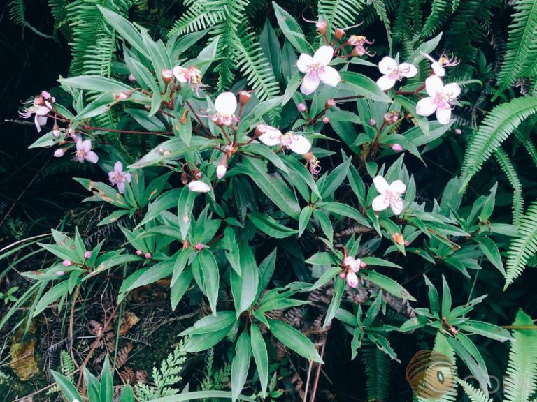 Okinawa Bredia – Yambaru Nature Guide Wanyu