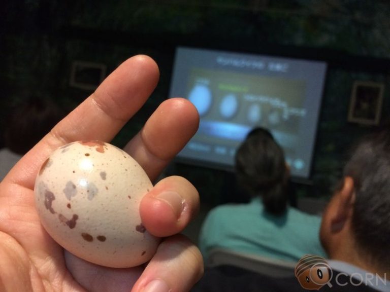 Okinawa Rail – Yambaru Nature Guide Wanyu