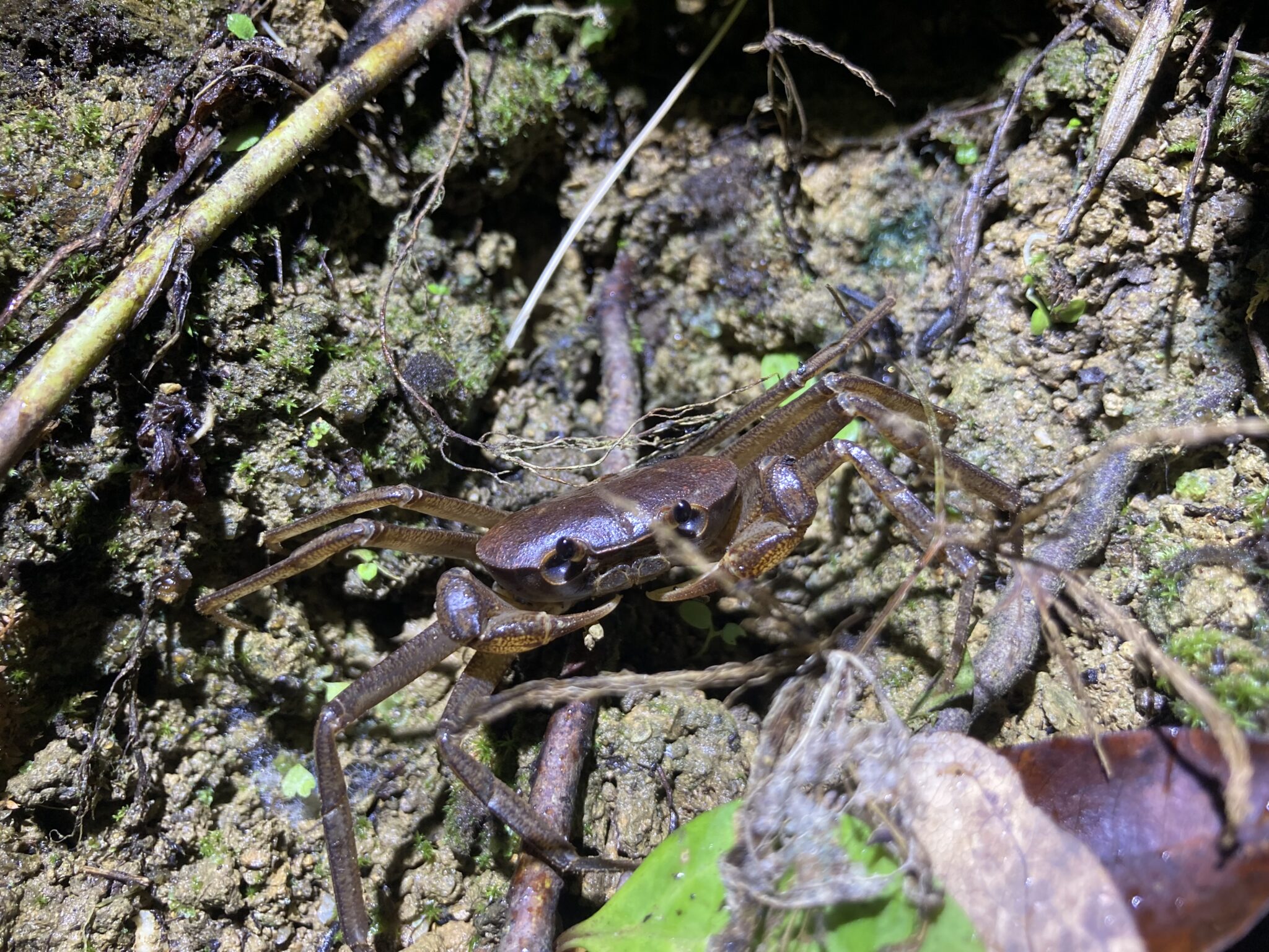 Himeyuri Freshwater Crab – Yambaru Nature Guide Wanyu