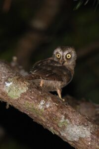 Ryukyu Scops Owl – Yambaru Nature Guide Wanyu