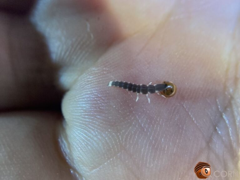 Okinawa Pyrocoelia Firefly – Yambaru Nature Guide Wanyu