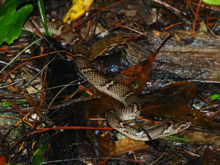 Sakishima Odd-tooth Snake – Yambaru Nature Guide Wanyu