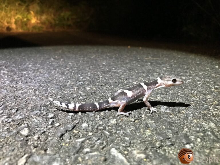 Tokunoshima Ground Gecko – Yambaru Nature Guide Wanyu