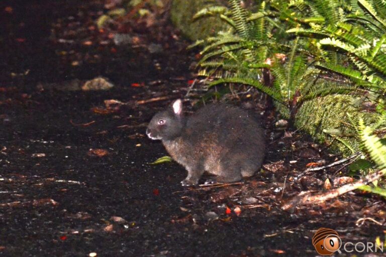 Amami Rabbit – Yambaru Nature Guide Wanyu