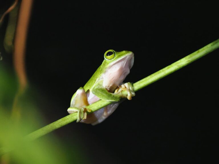 Amami Green Tree Frog – Yambaru Nature Guide Wanyu