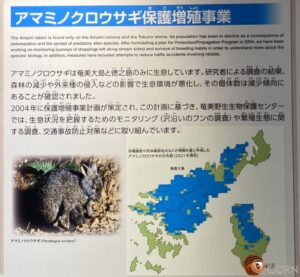 Amami Rabbit – Yambaru Nature Guide Wanyu