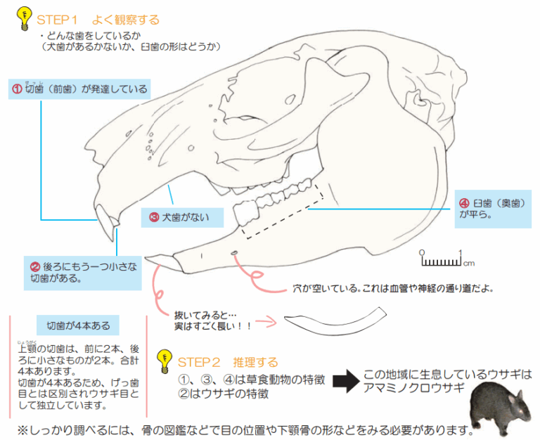Amami Rabbit – Yambaru Nature Guide Wanyu