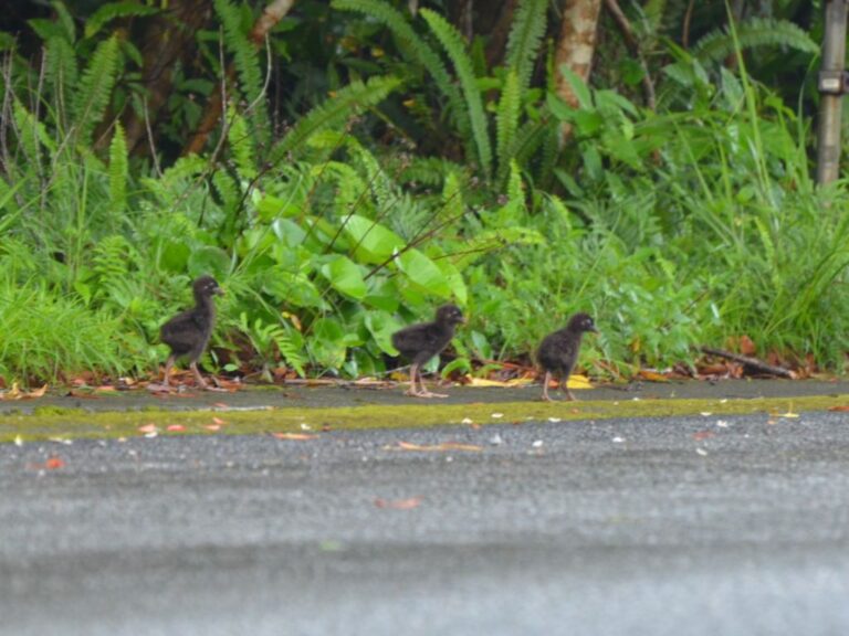 Okinawa Rail – Yambaru Nature Guide Wanyu