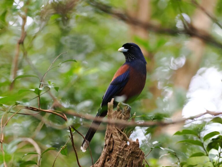 Amami Jay – Yambaru Nature Guide Wanyu