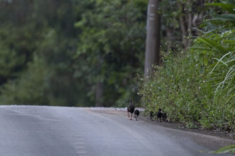 Okinawa Rail – Yambaru Nature Guide Wanyu