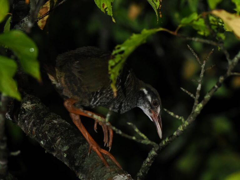 Okinawa Rail – Yambaru Nature Guide Wanyu