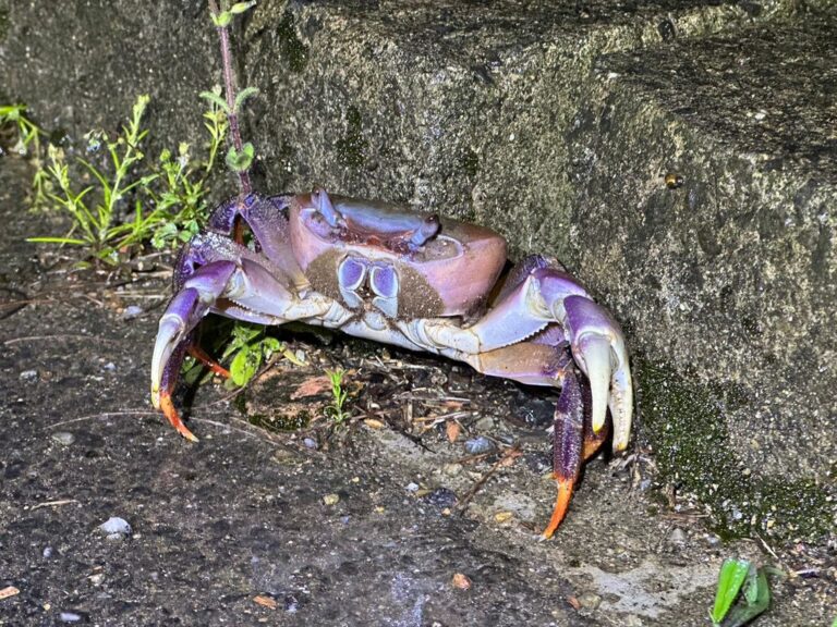 Brown Land Crab – Yambaru Nature Guide Wanyu