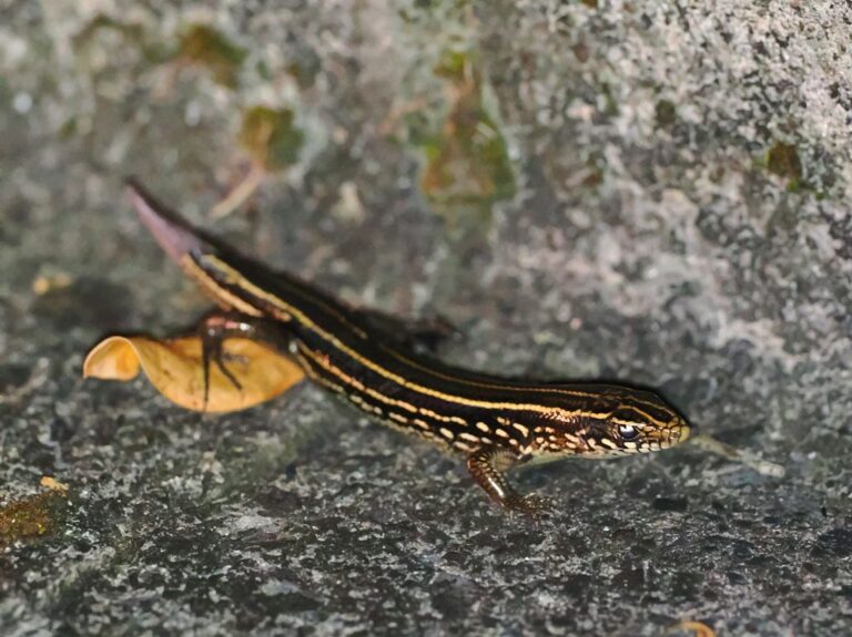Kishinoue’s Giant Skink – Yambaru Nature Guide Wanyu