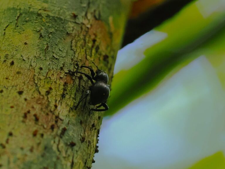 Yaeyama Pachyrhynchus Weevil – Yambaru Nature Guide Wanyu