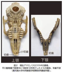 Amami Rabbit – Yambaru Nature Guide Wanyu